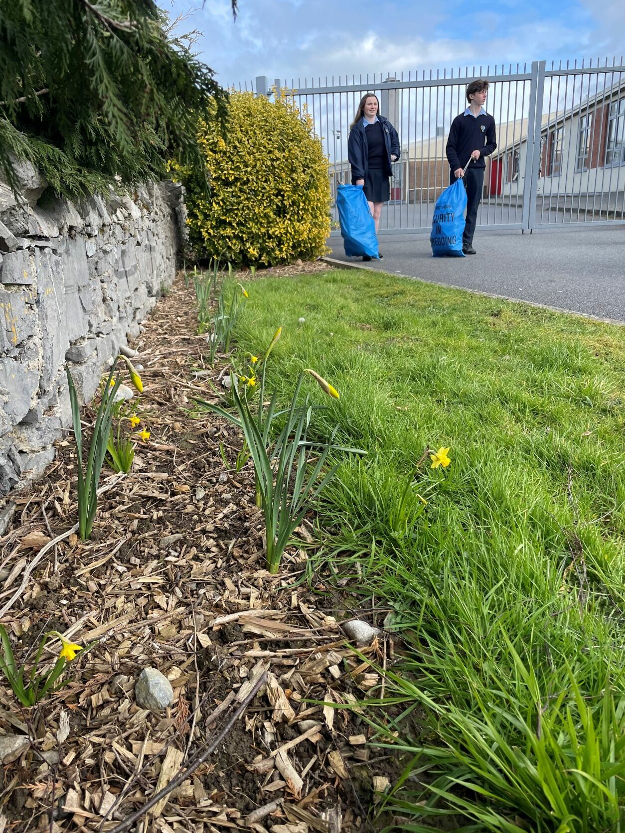 The first signs of spring at Nenagh College!! – Nenagh College