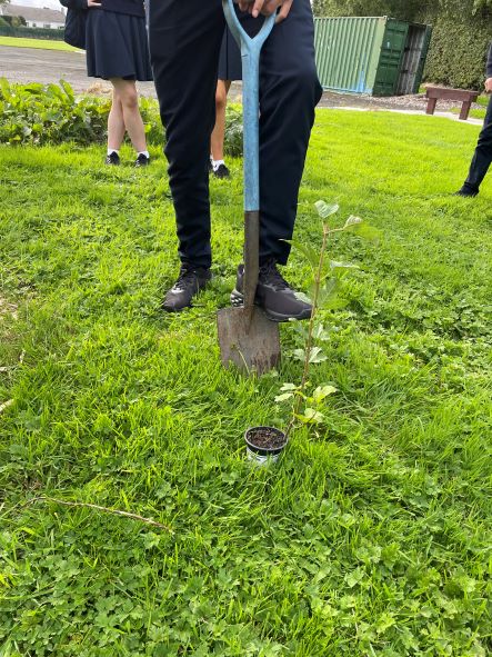 Tree planting – Nenagh College