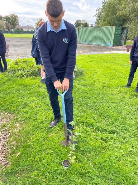 Tree planting – Nenagh College