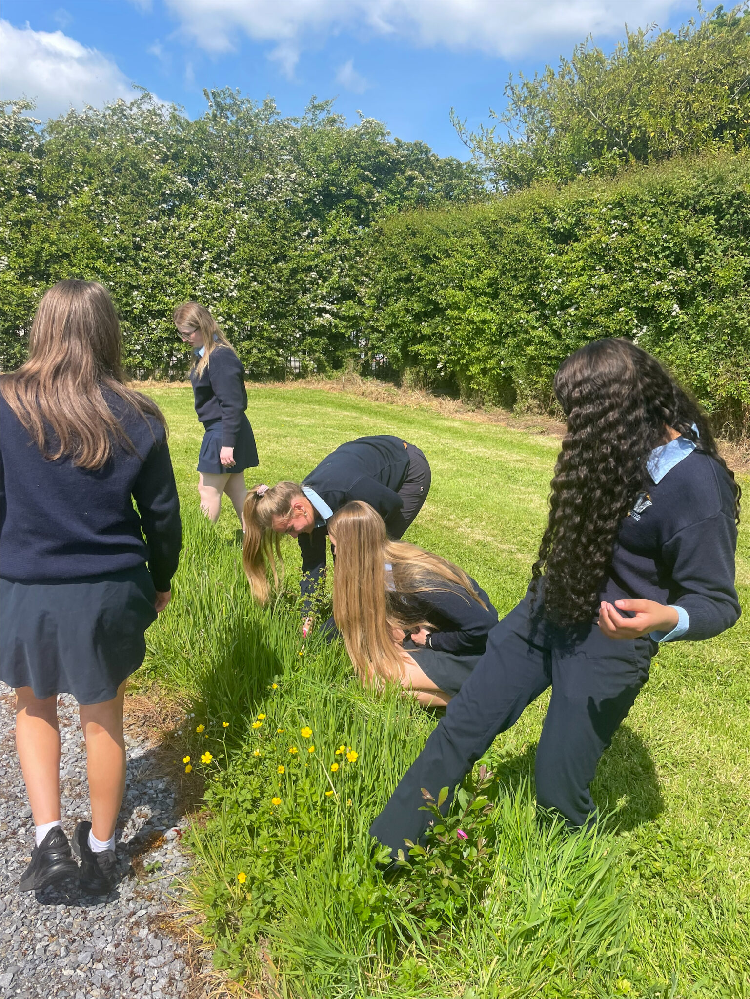 Biodiversity Garden – Nenagh College